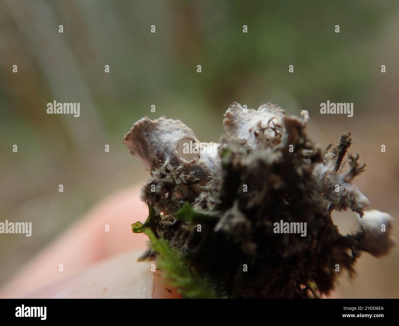 Blacksaddle pelt lichen (Peltigera neckeri Stock Photo - Alamy