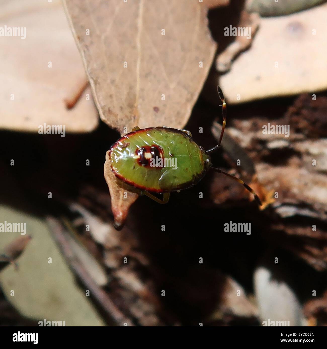 Stink Bugs, Shield Bugs, and Allies (Pentatomoidea Stock Photo - Alamy