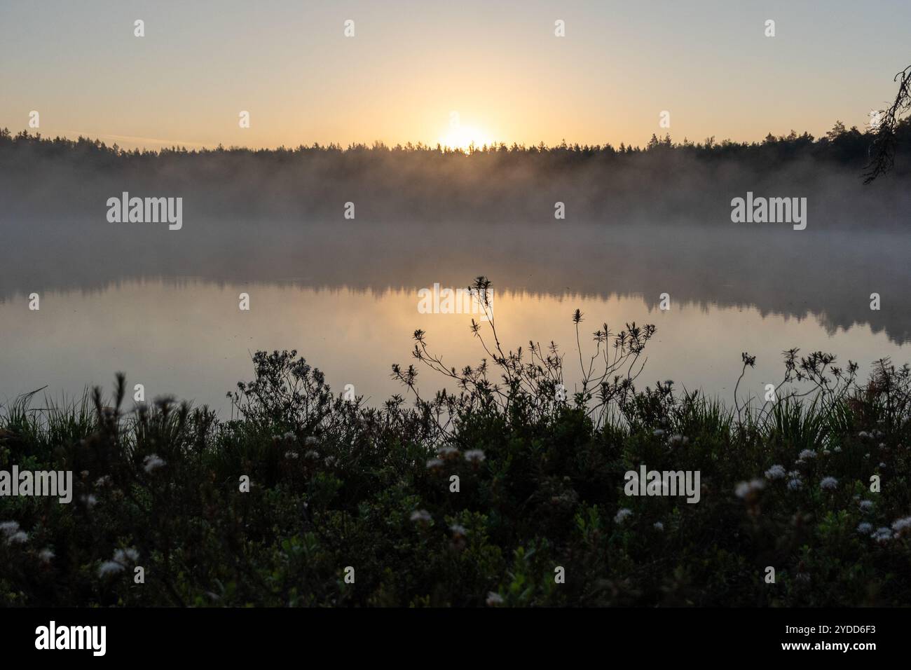 Ledum palustre, the plant is poisonous, evergreen, often common in ...