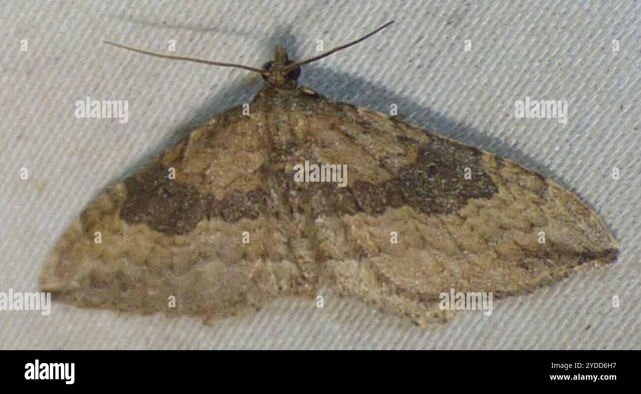 Gem Moth (Orthonama obstipata Stock Photo - Alamy