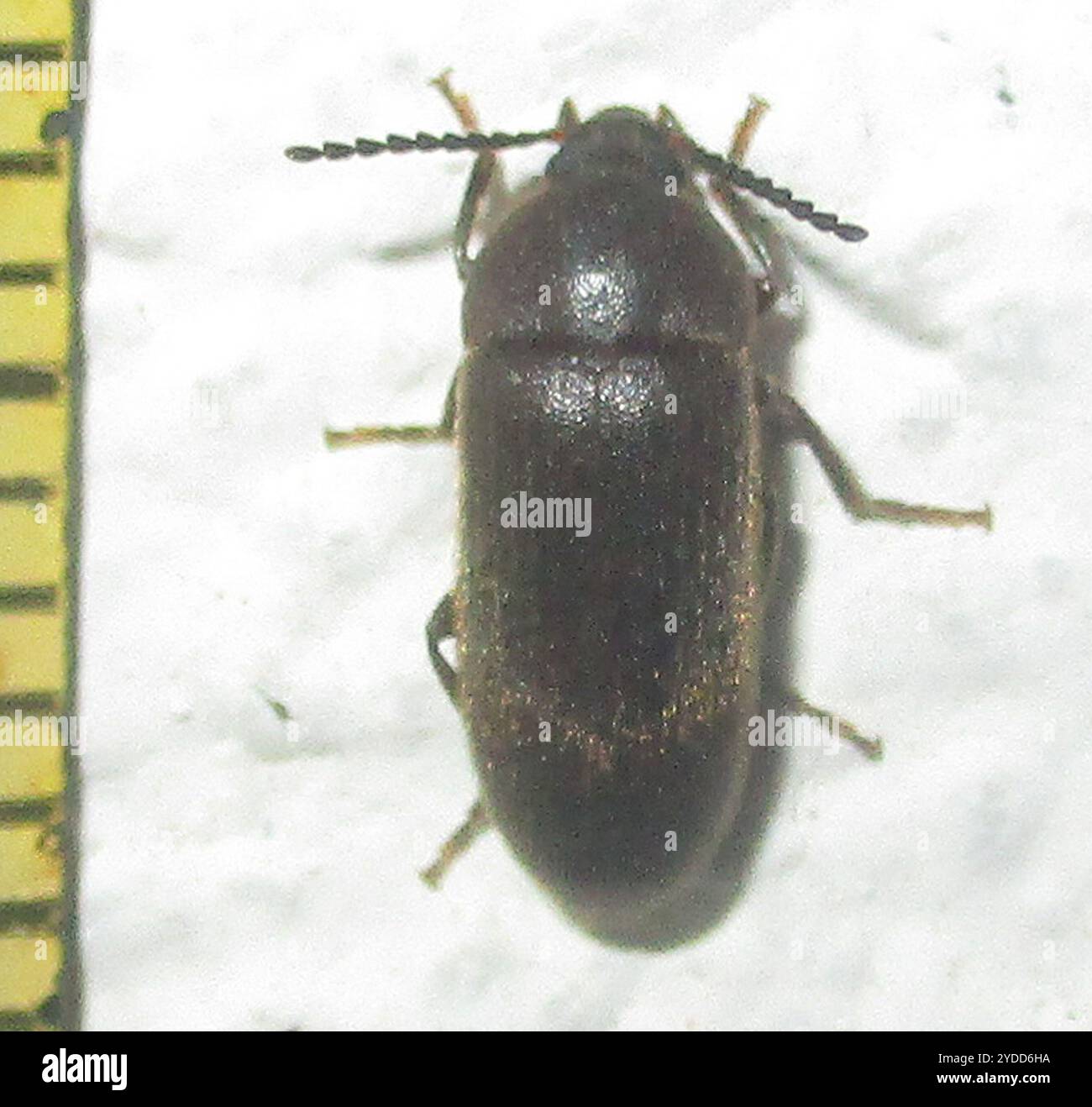 Comb-clawed Darkling Beetles (Alleculinae Stock Photo - Alamy