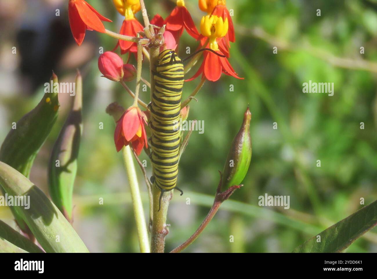Southern Monarch (Danaus erippus Stock Photo - Alamy