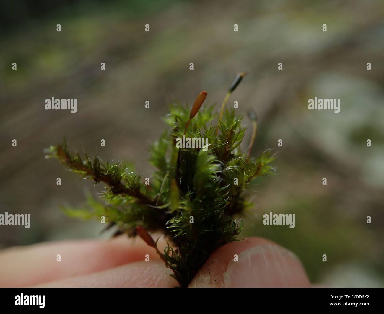 Yellow-green Rock Moss (Racomitrium heterostichum Stock Photo - Alamy