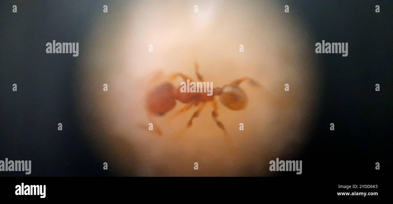 Big-headed Ants (Pheidole Stock Photo - Alamy