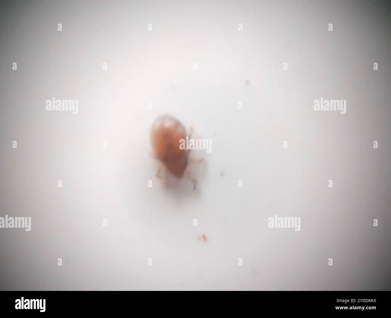 Oribatida mites hi-res stock photography and images - Alamy