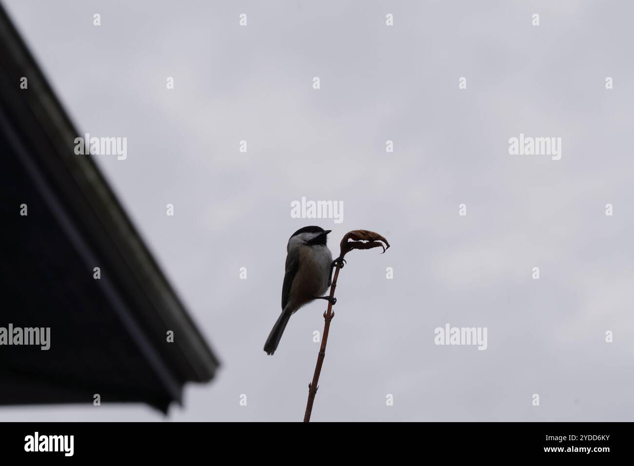 Black-capped Chickadee (Poecile atricapillus Stock Photo - Alamy