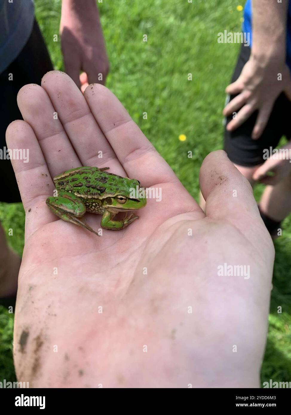 Southern Bell Frog (Ranoidea raniformis Stock Photo - Alamy