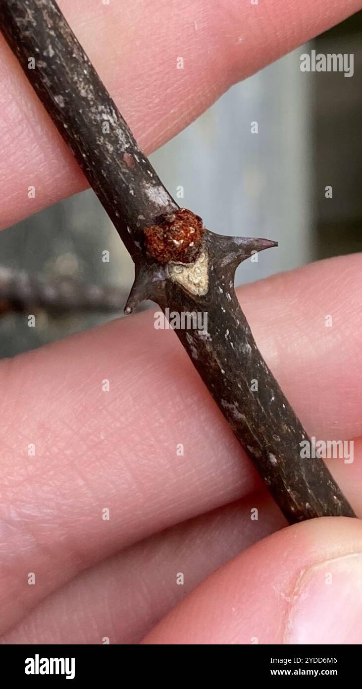 common prickly ash (Zanthoxylum americanum Stock Photo - Alamy