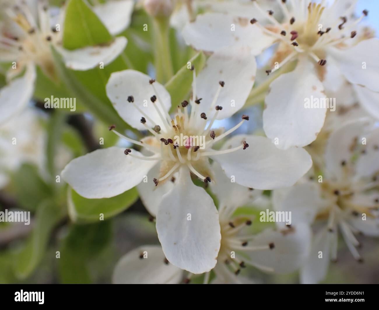 Almond-leaved pear (Pyrus spinosa Stock Photo - Alamy