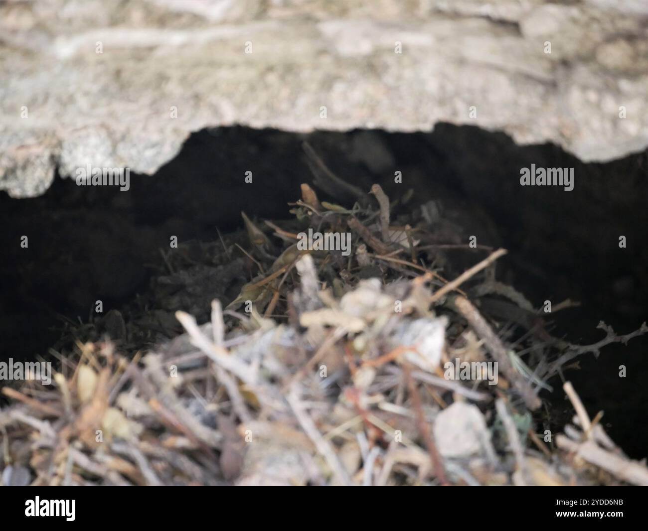 Desert Woodrat (Neotoma lepida Stock Photo - Alamy