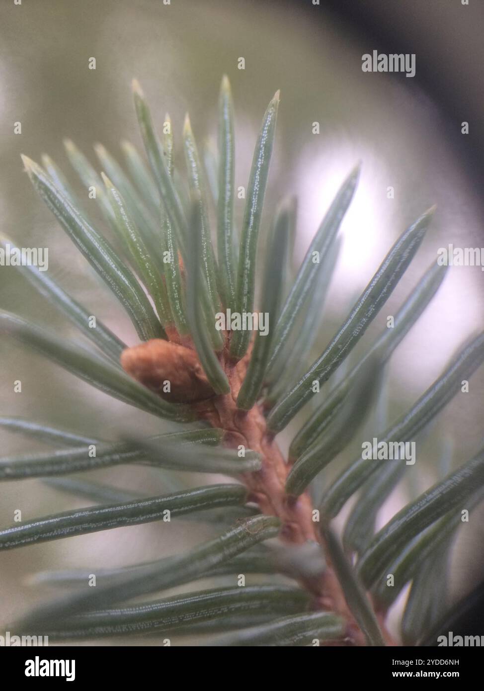 white spruce (Picea glauca Stock Photo - Alamy