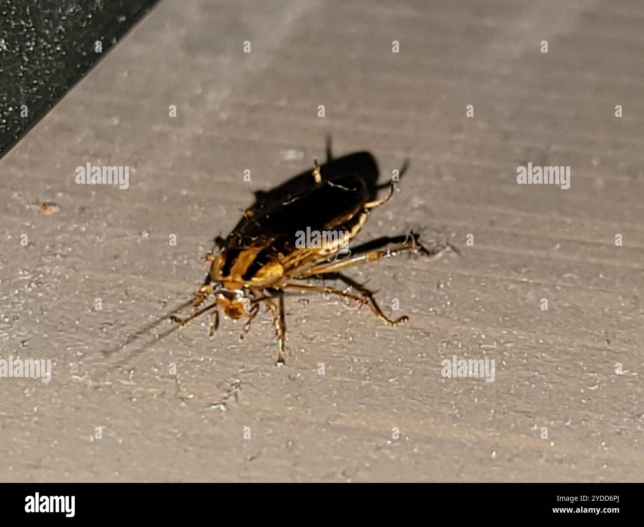 German Cockroach (Blattella germanica Stock Photo - Alamy