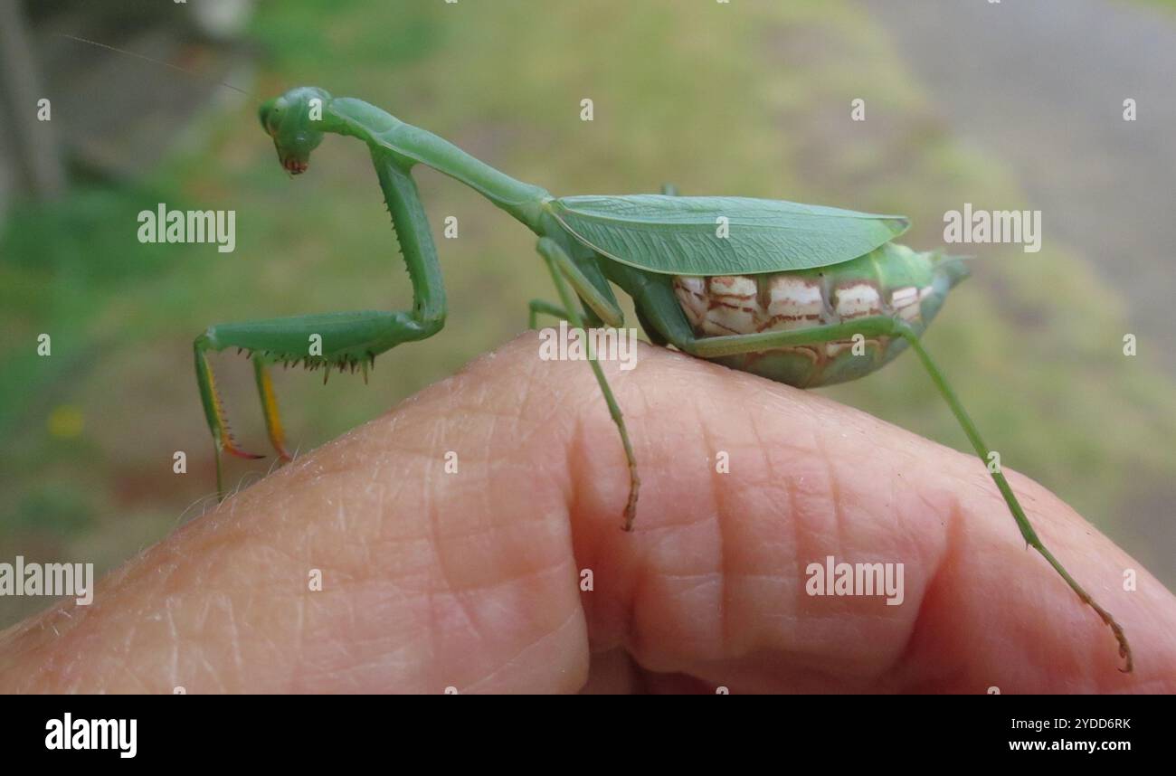 South African Mantis (Miomantis caffra Stock Photo - Alamy