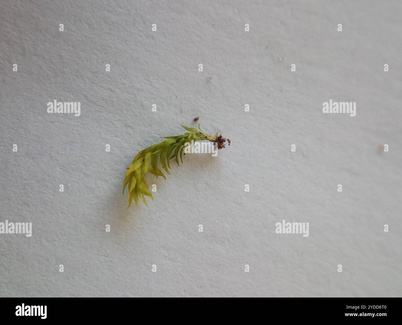Curved Silk-moss (Plagiothecium curvifolium Stock Photo - Alamy