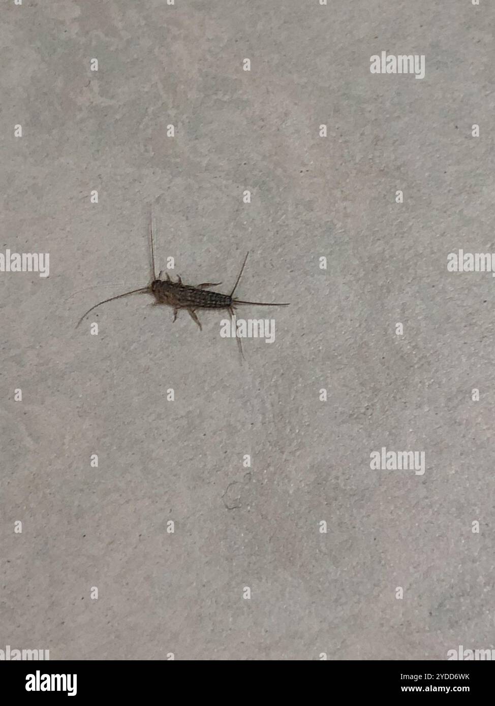 Ctenolepisma lineatum hi-res stock photography and images - Alamy