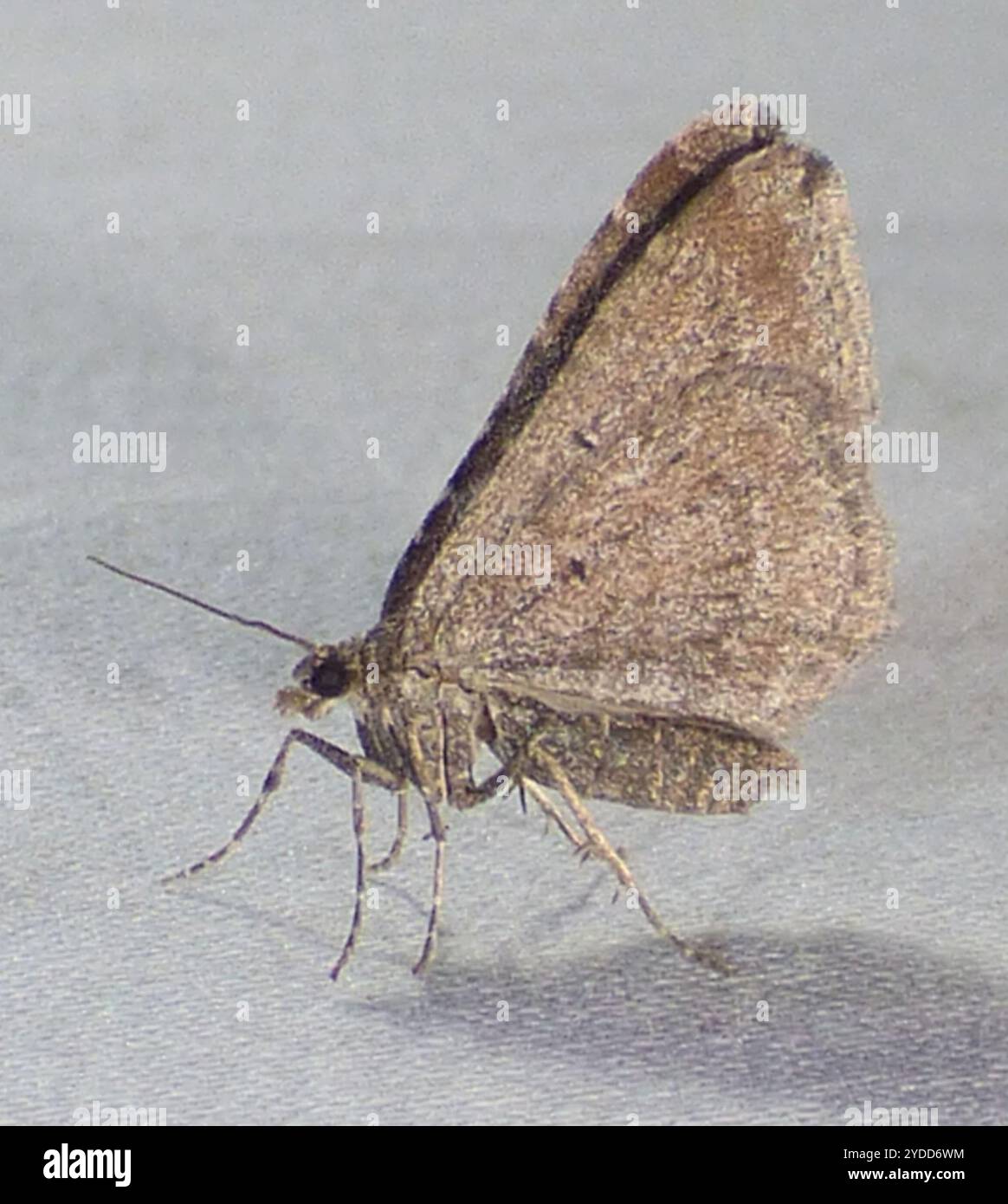 Gem Moth (Orthonama obstipata Stock Photo - Alamy