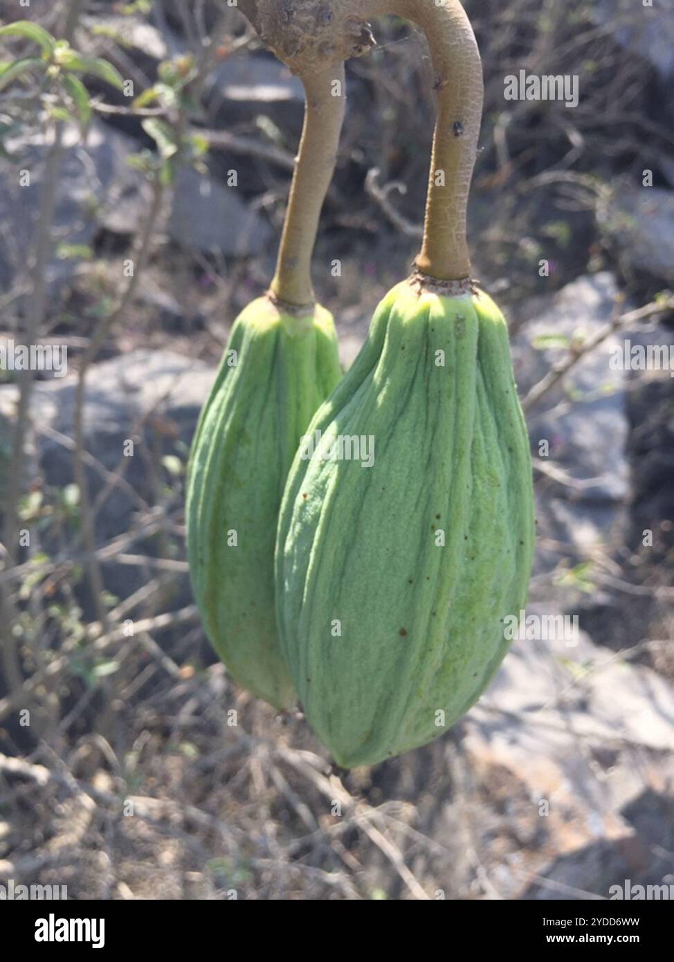 Mountain papaya (Vasconcellea candicans Stock Photo - Alamy