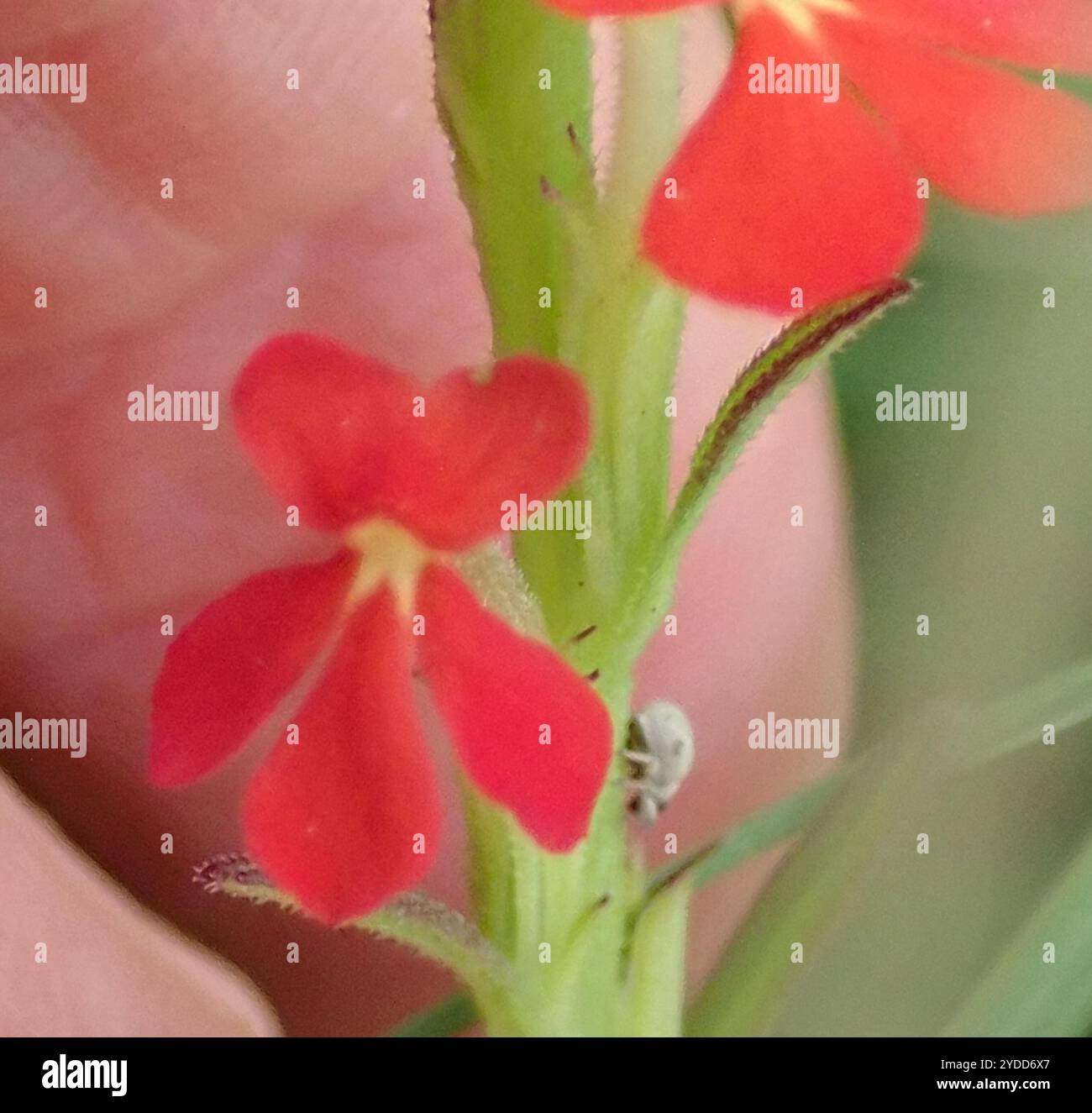 Striga asiatica hi-res stock photography and images - Alamy
