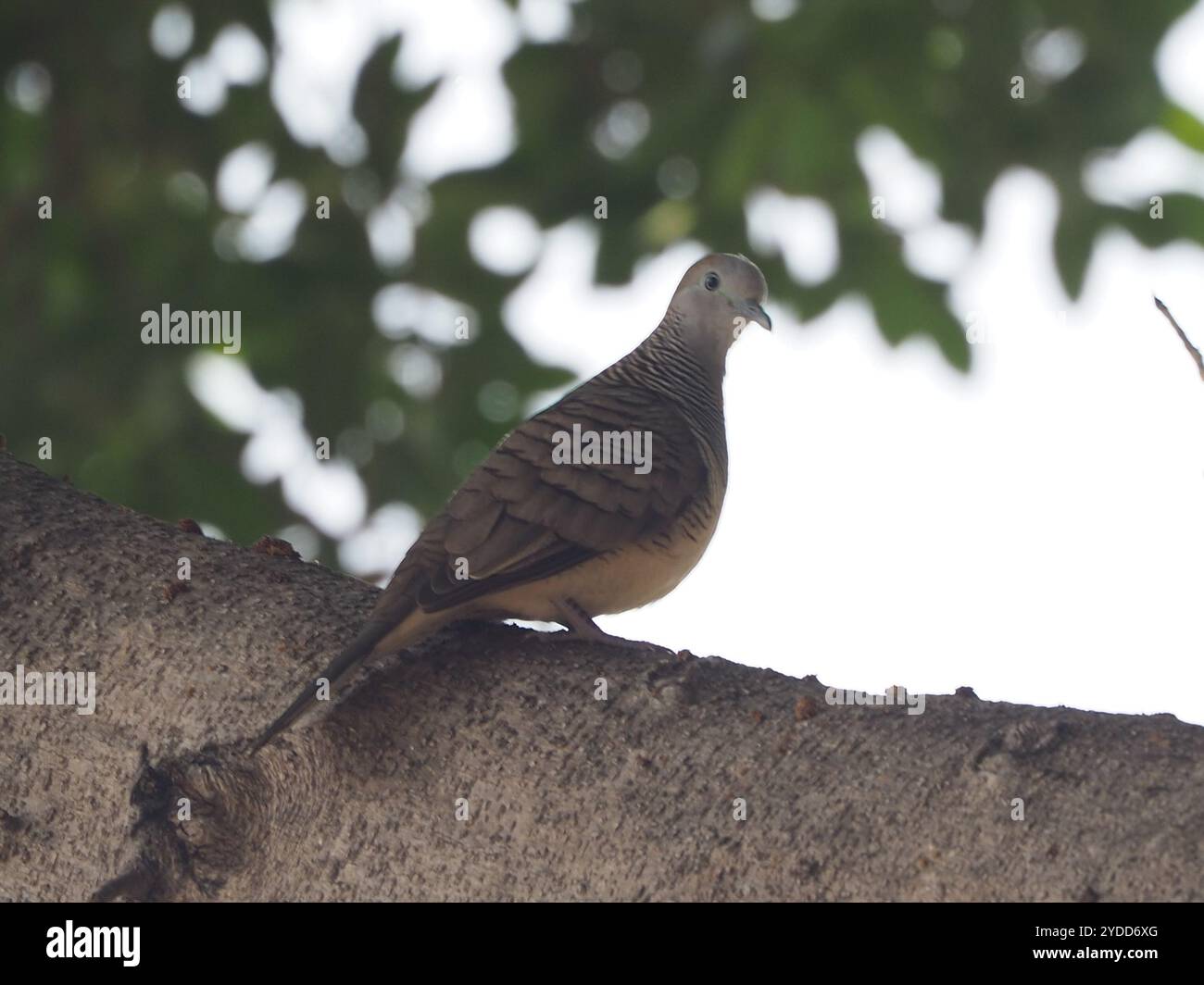Zebra Dove (Geopelia striata Stock Photo - Alamy