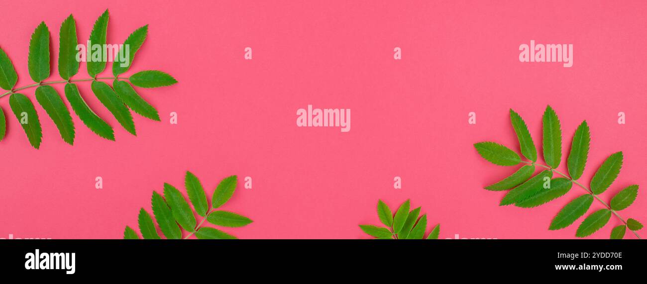 Green rowan tree leaves on bright pink background Stock Photo - Alamy