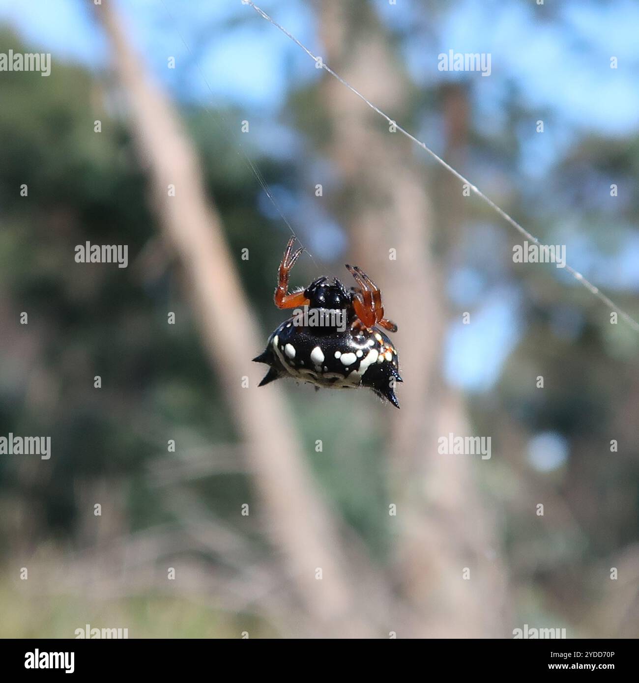 Christmas Jewel Spider (Austracantha minax Stock Photo - Alamy