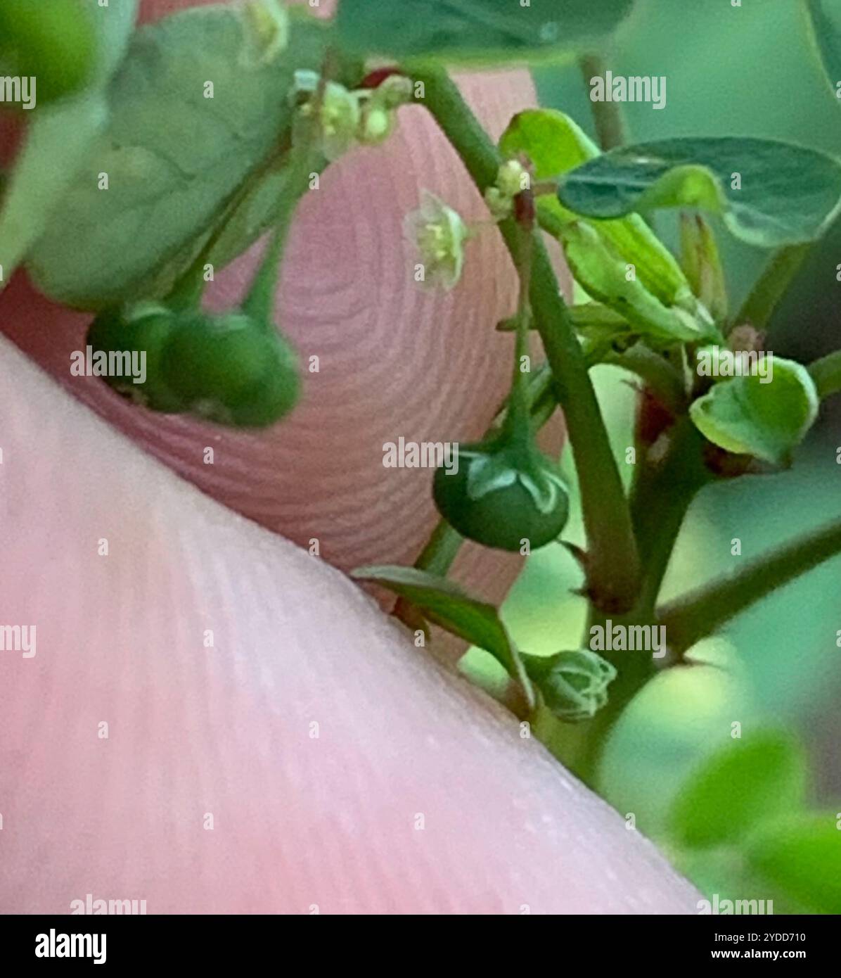 Mascarene Island leaf-flower (Phyllanthus tenellus Stock Photo - Alamy