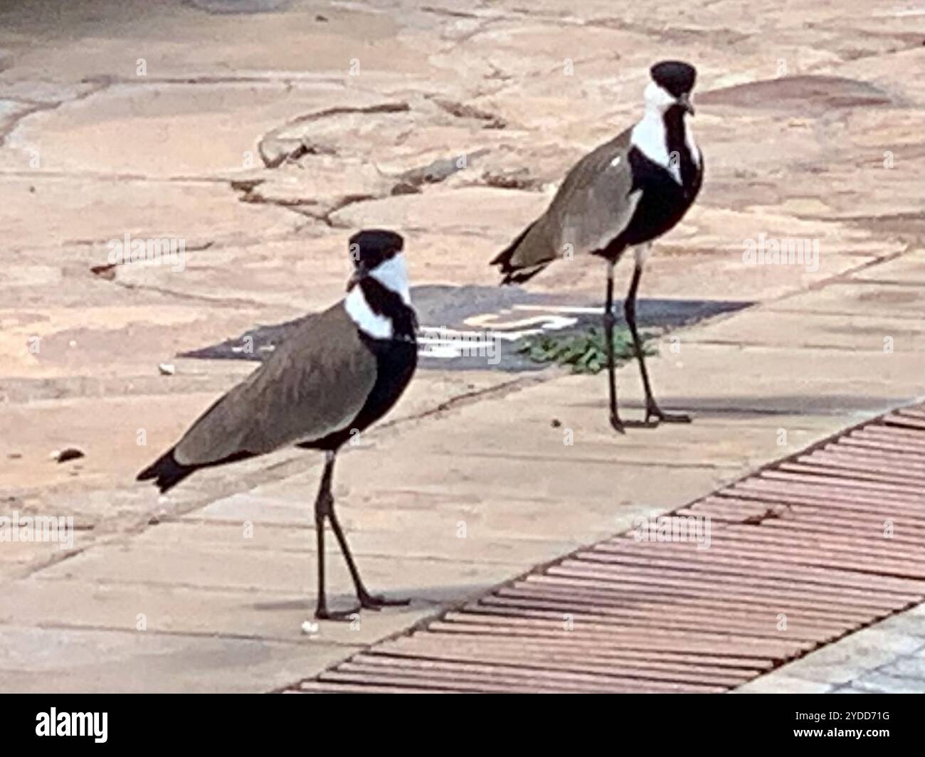 Spur-winged Lapwing (Vanellus spinosus Stock Photo - Alamy