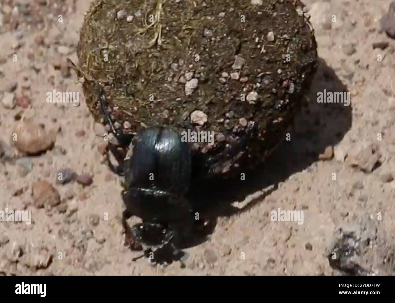 True Dung Beetles (Scarabaeus Stock Photo - Alamy