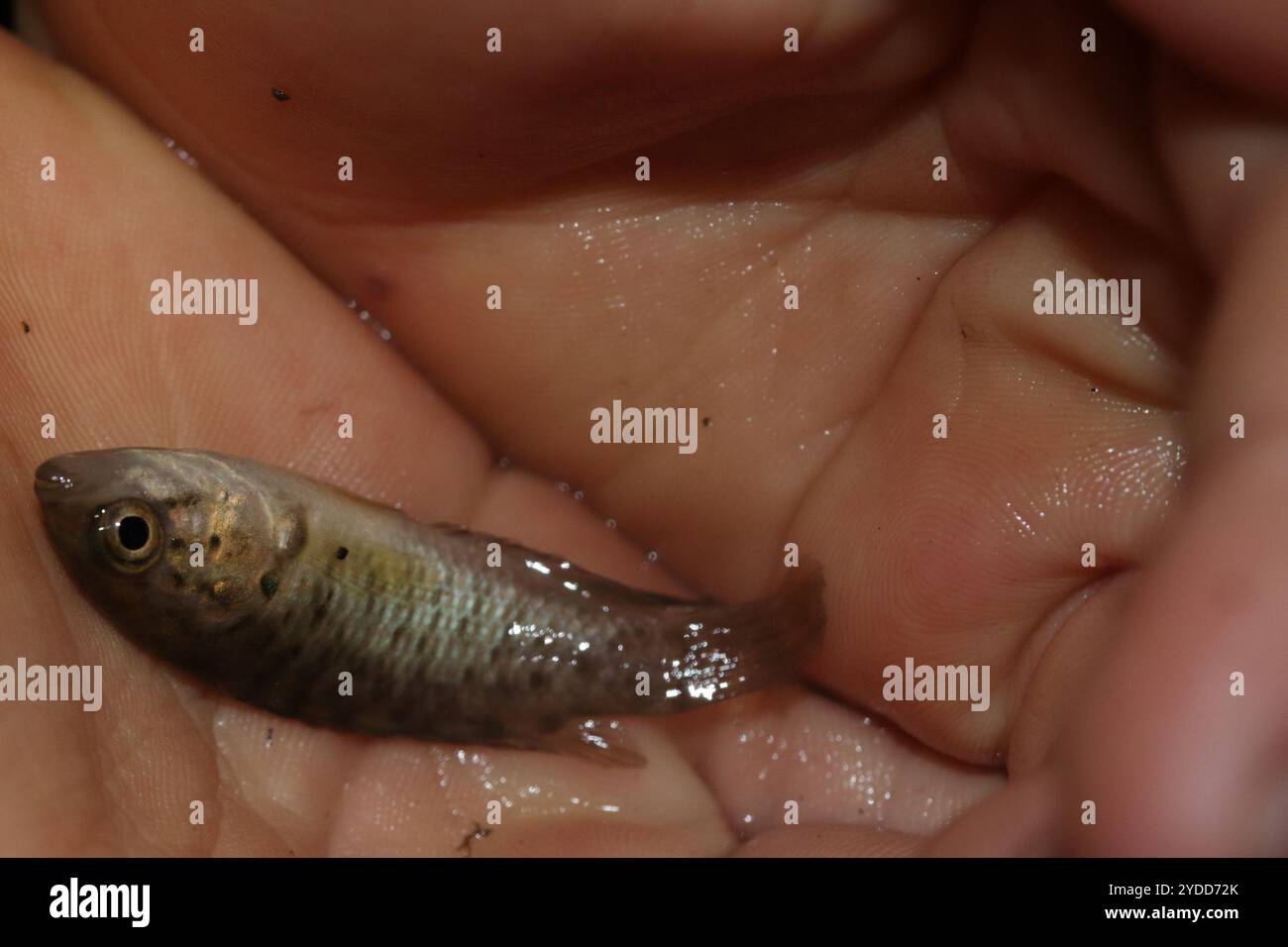 Kurper hi-res stock photography and images - Alamy