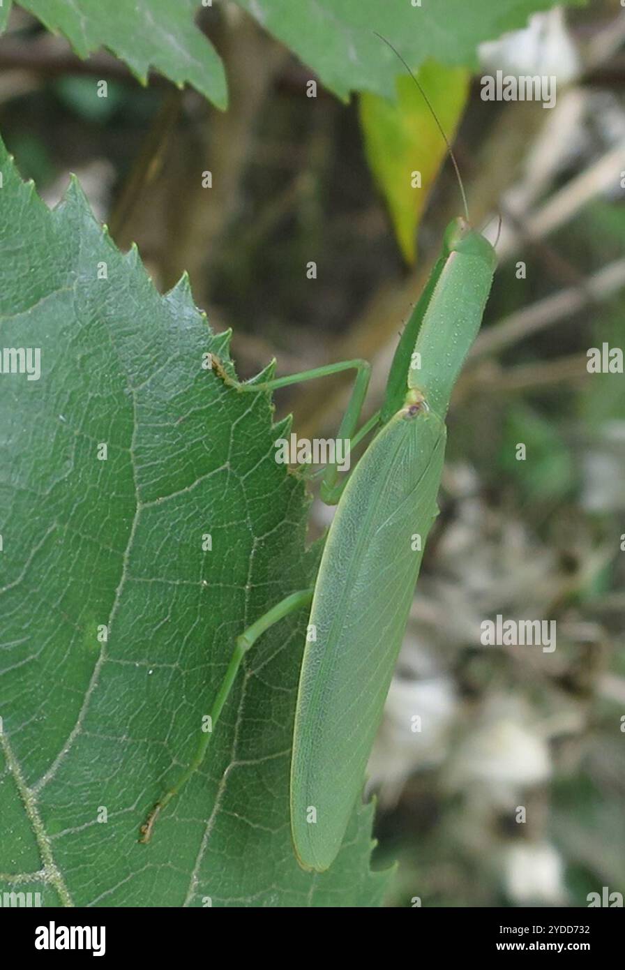 New Zealand Mantis (Orthodera novaezealandiae Stock Photo - Alamy