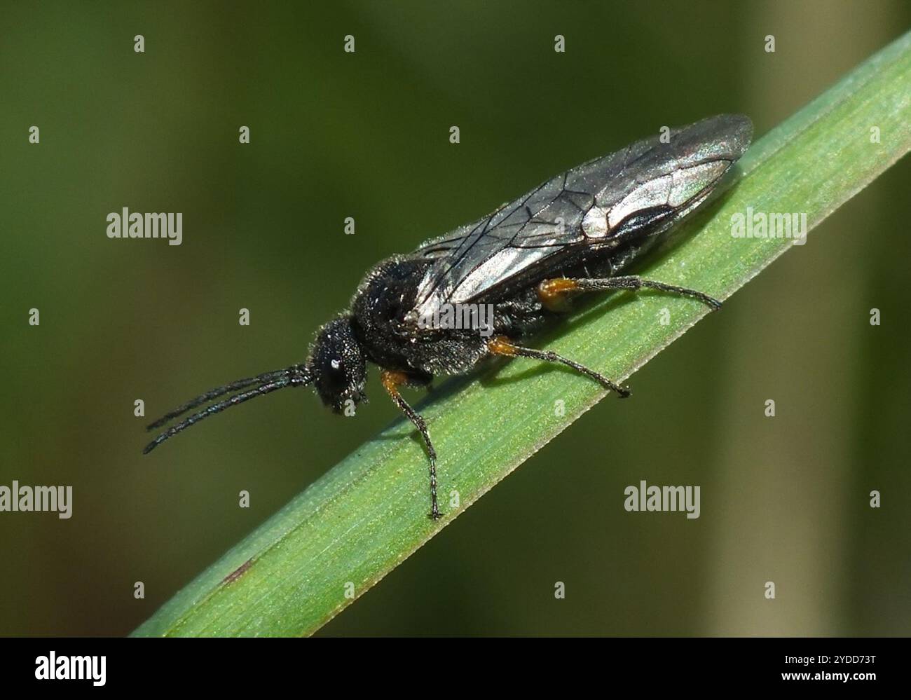 Common Sawflies (Tenthredinidae Stock Photo - Alamy