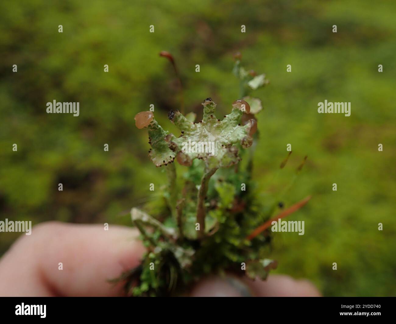 Bronzed Pixie Lichen (Cladonia gracilis turbinata Stock Photo - Alamy