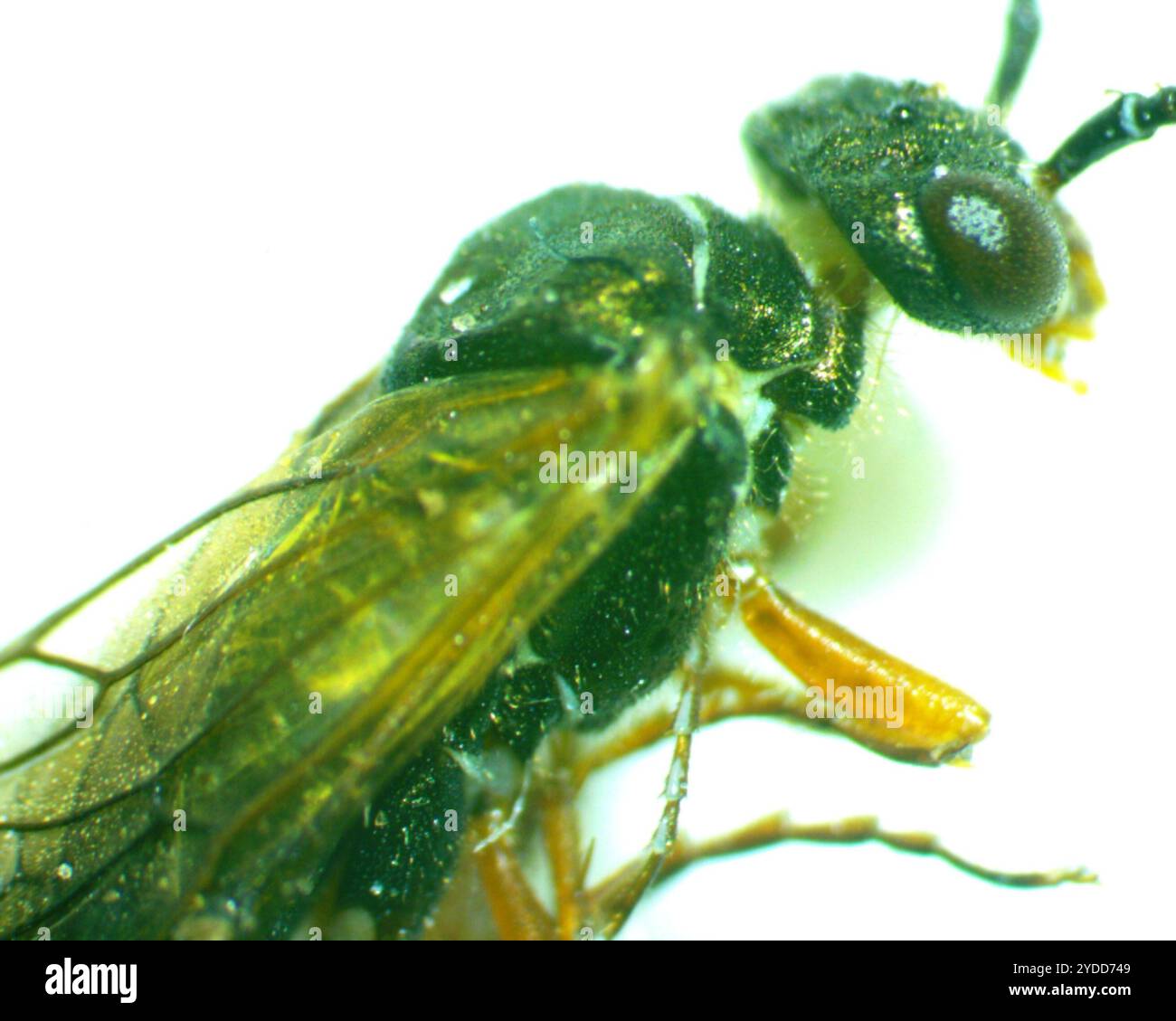 Macroxyela hi-res stock photography and images - Alamy