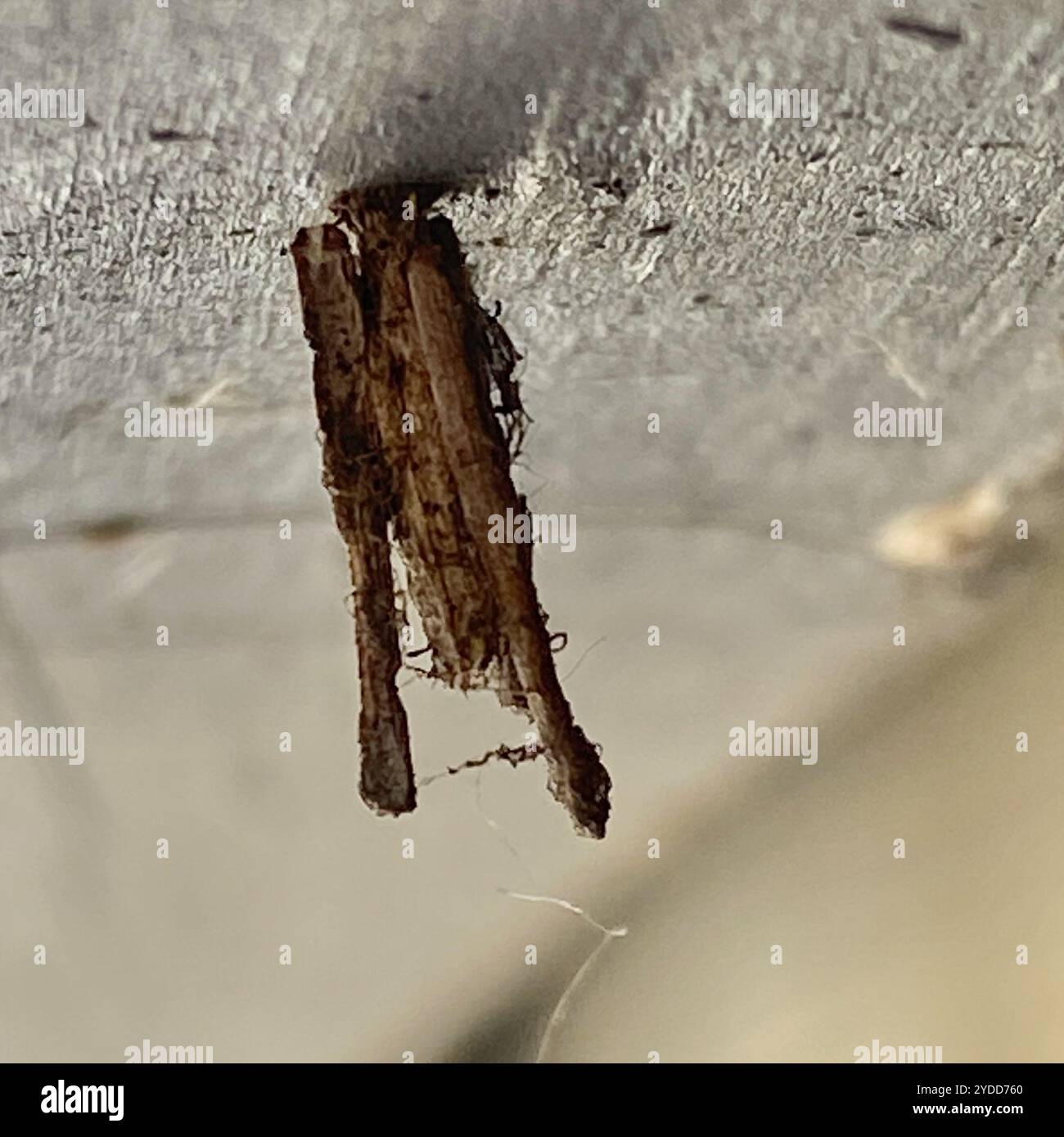 Common Bagworm Moth (Psyche casta Stock Photo - Alamy
