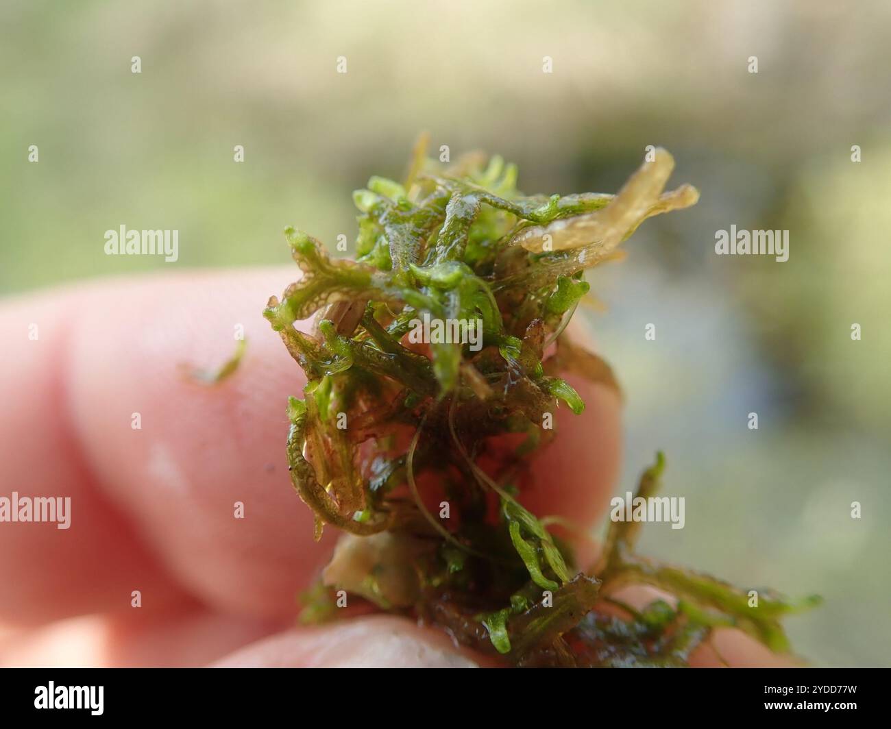 Floating Crystalwort (Riccia fluitans Stock Photo - Alamy