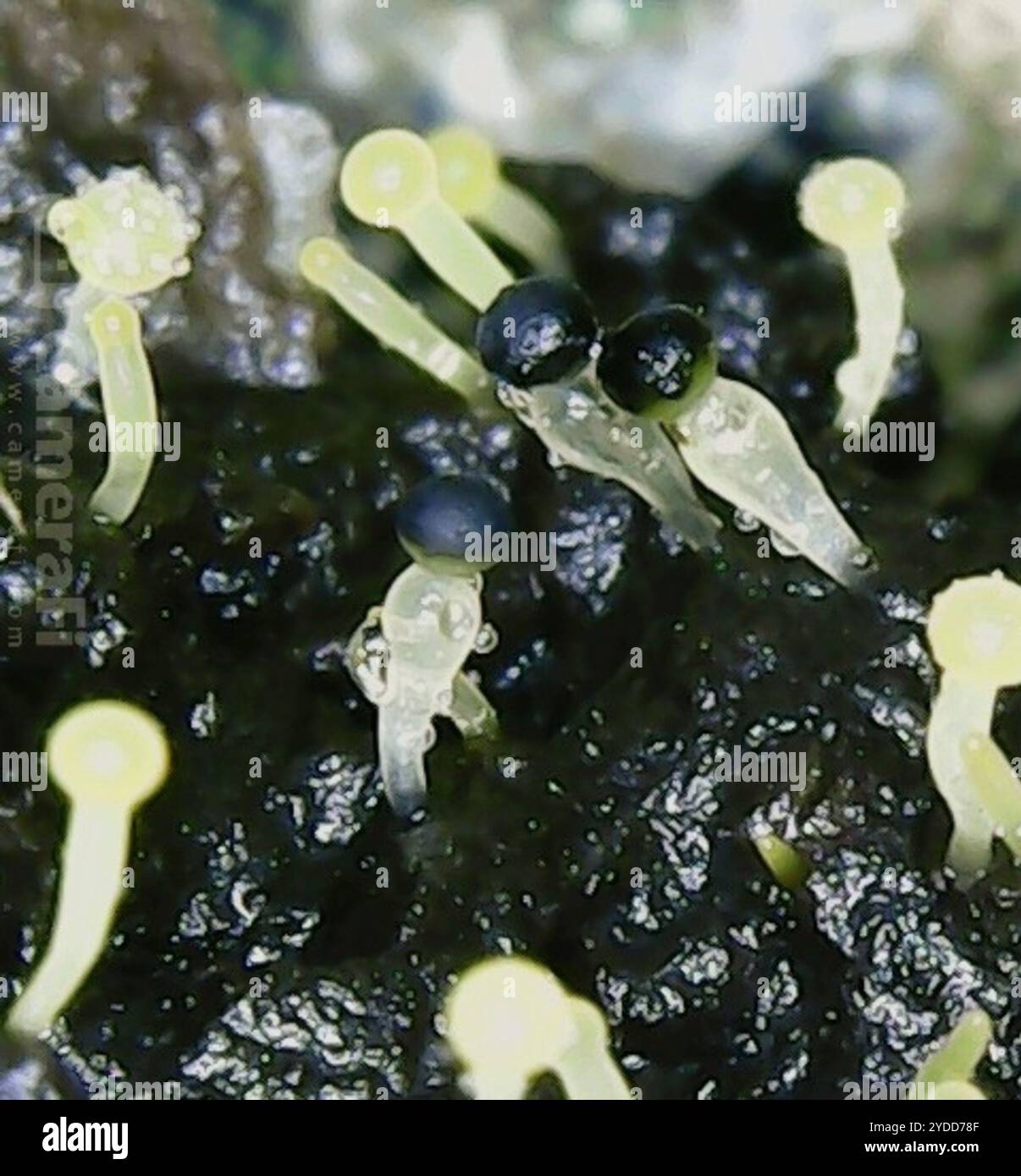 Slime molds hi-res stock photography and images - Alamy