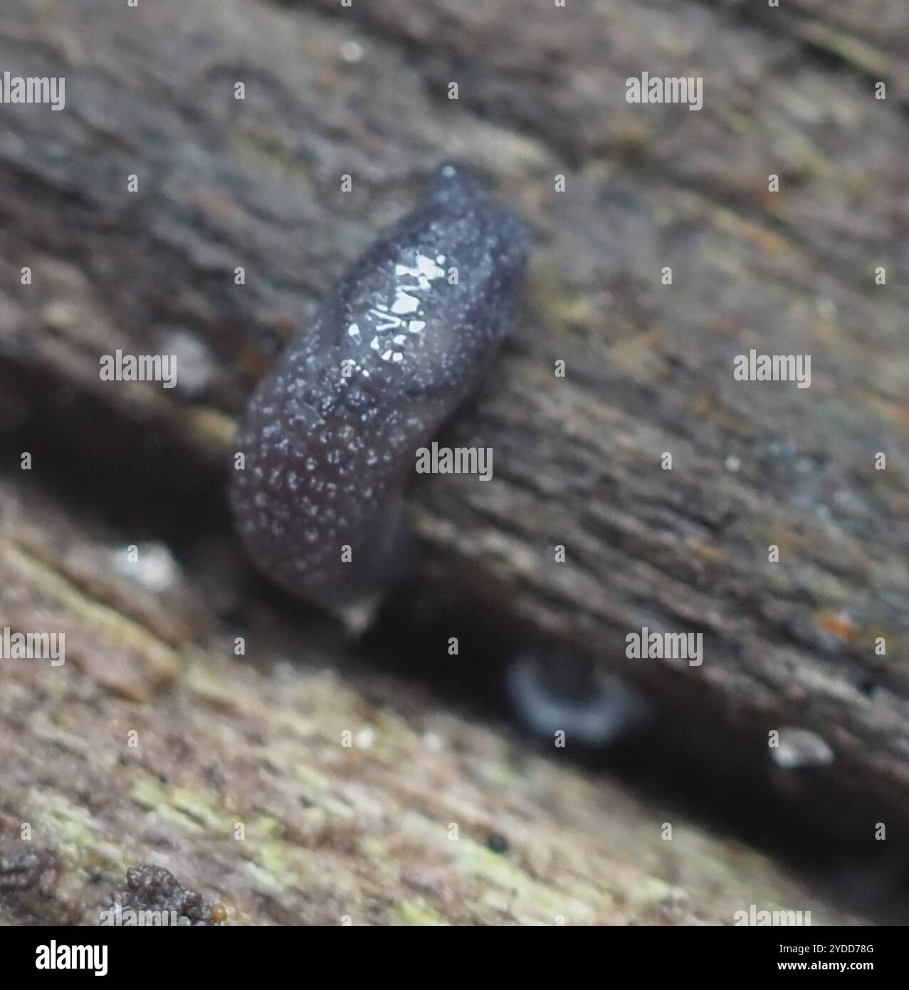 Hedgehog Slug (Arion intermedius Stock Photo - Alamy