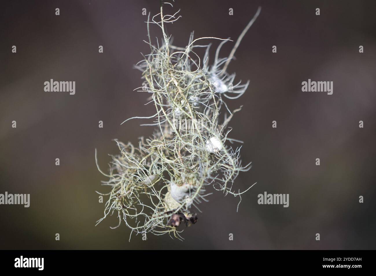 Arizona Beard Lichen (Usnea intermedia Stock Photo - Alamy