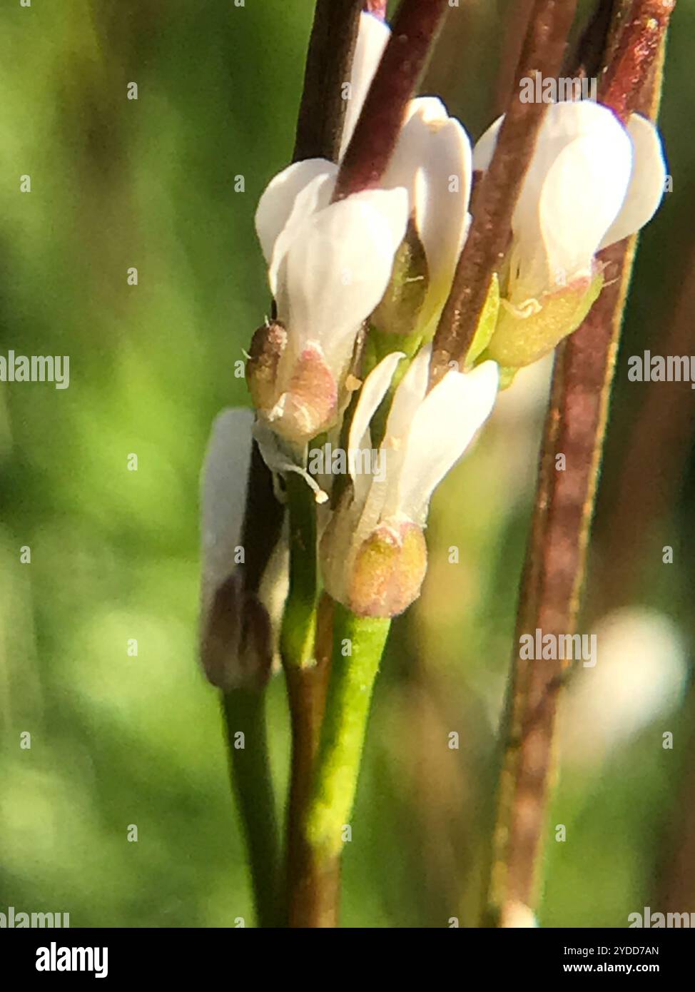 hairy bittercress (Cardamine hirsuta Stock Photo - Alamy