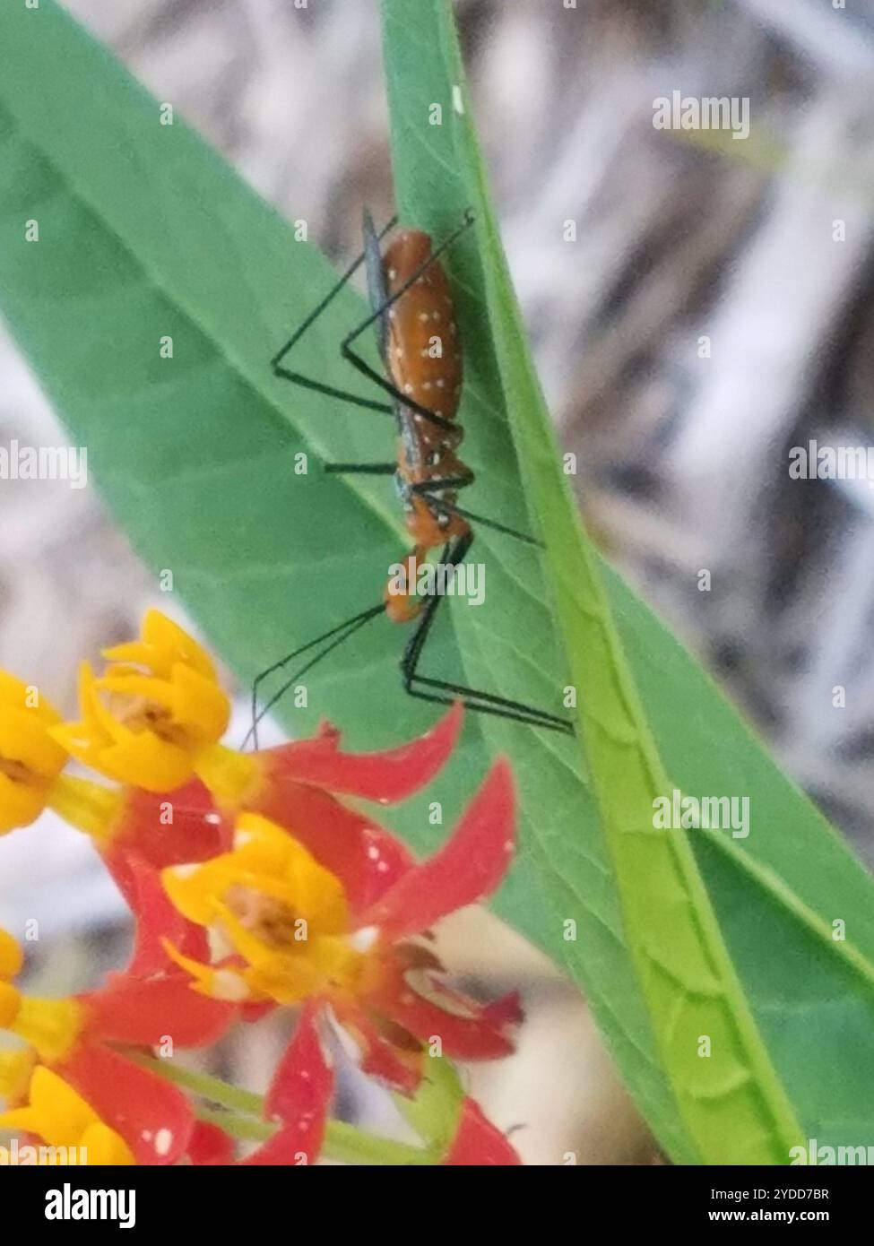 Milkweed Assassin Bug (Zelus longipes Stock Photo - Alamy