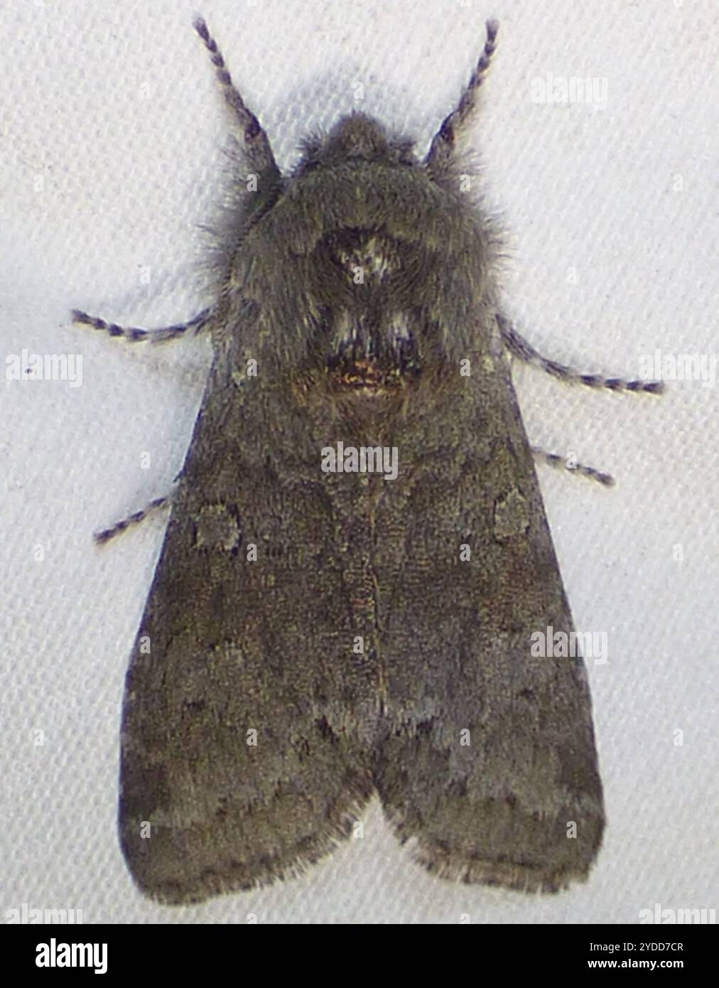 Rolandi hi-res stock photography and images - Alamy