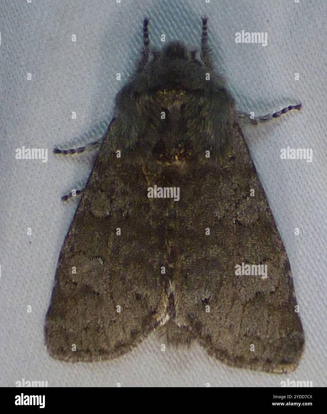 Roland's Sallow (Psaphida rolandi Stock Photo - Alamy