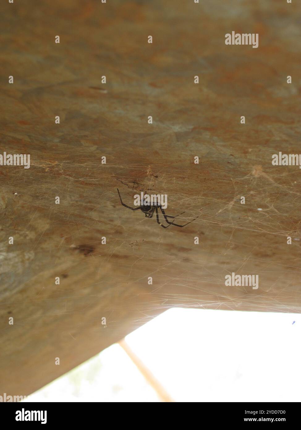 Latrodectus hasselti hi-res stock photography and images - Alamy