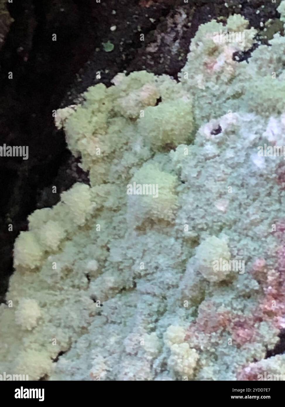 Fluffy dust lichen hi-res stock photography and images - Alamy