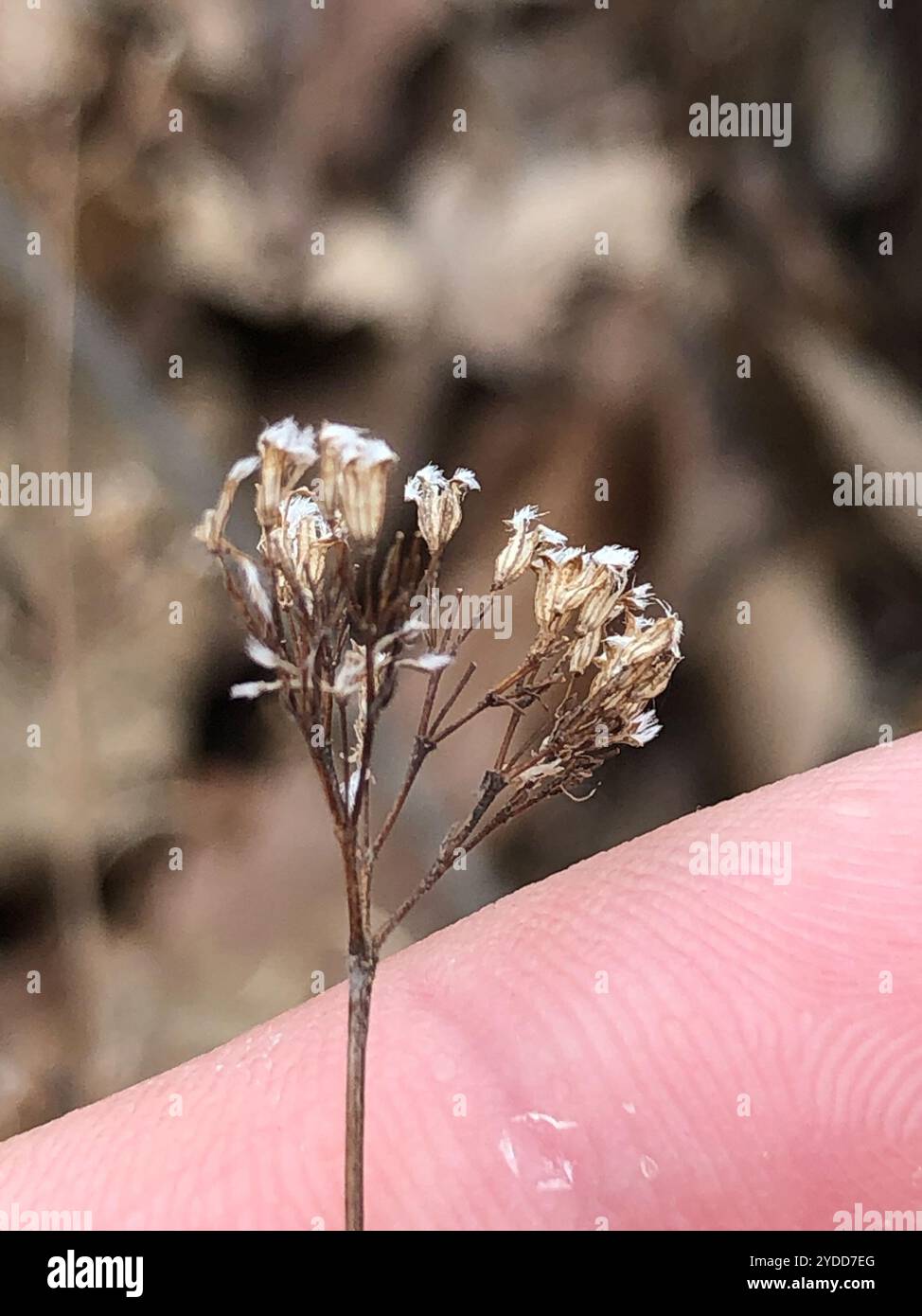 common dittany (Cunila origanoides Stock Photo - Alamy