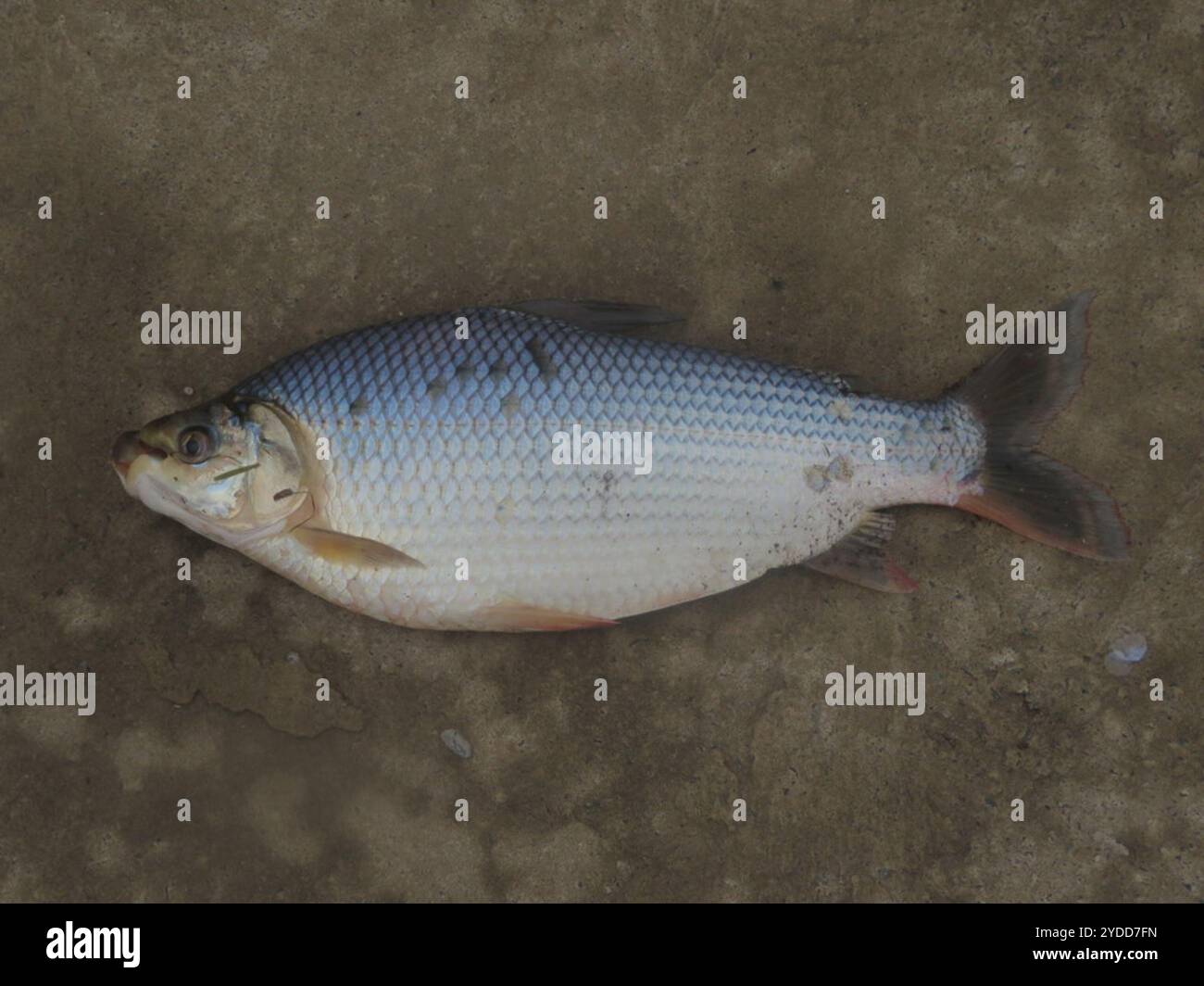 Prochilodus lineatus hi-res stock photography and images - Alamy