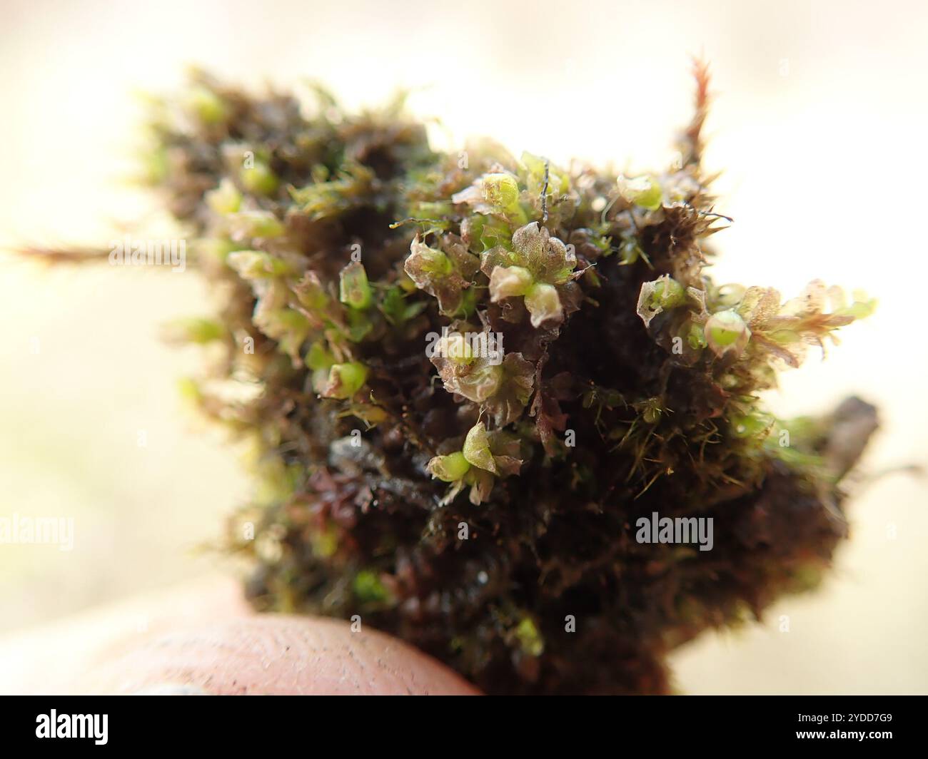 Jungermanniales hi-res stock photography and images - Alamy