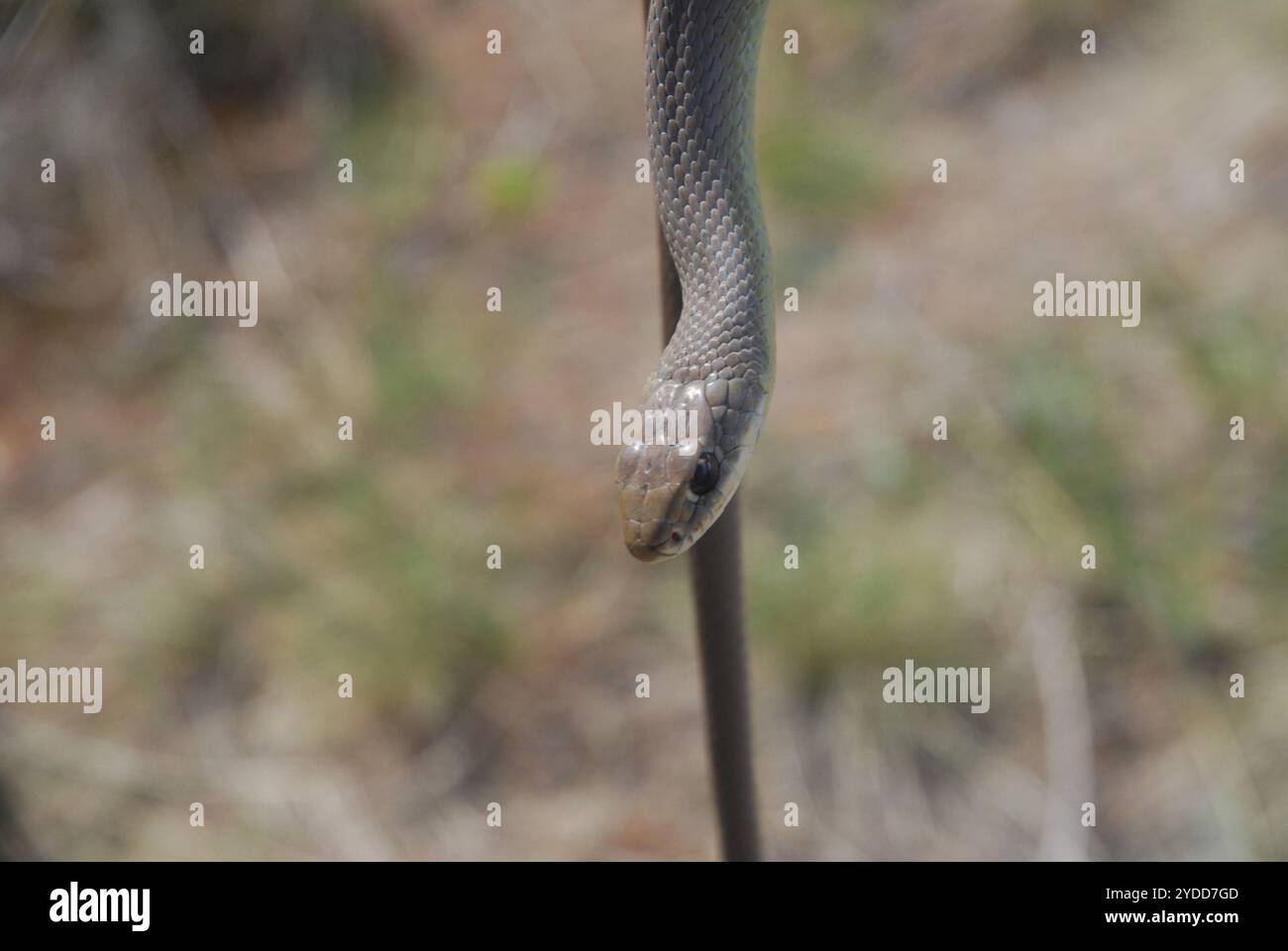Western Yellow-bellied Racer (Coluber constrictor mormon Stock Photo ...