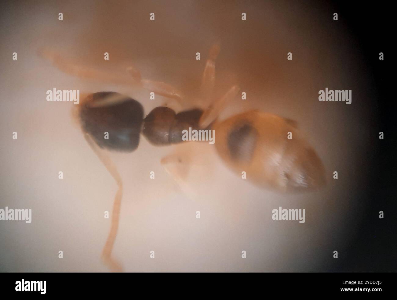 Ghost Ant (Tapinoma melanocephalum Stock Photo - Alamy