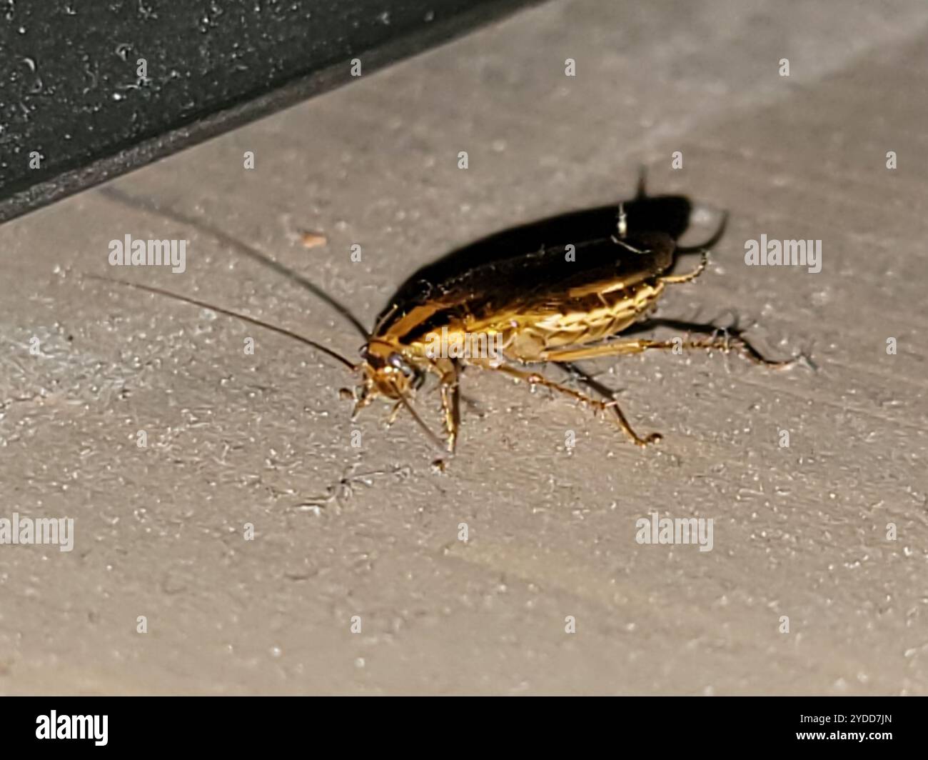 German Cockroach (Blattella germanica Stock Photo - Alamy